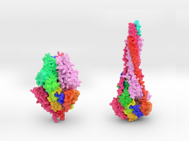 RSV – Biologic Models