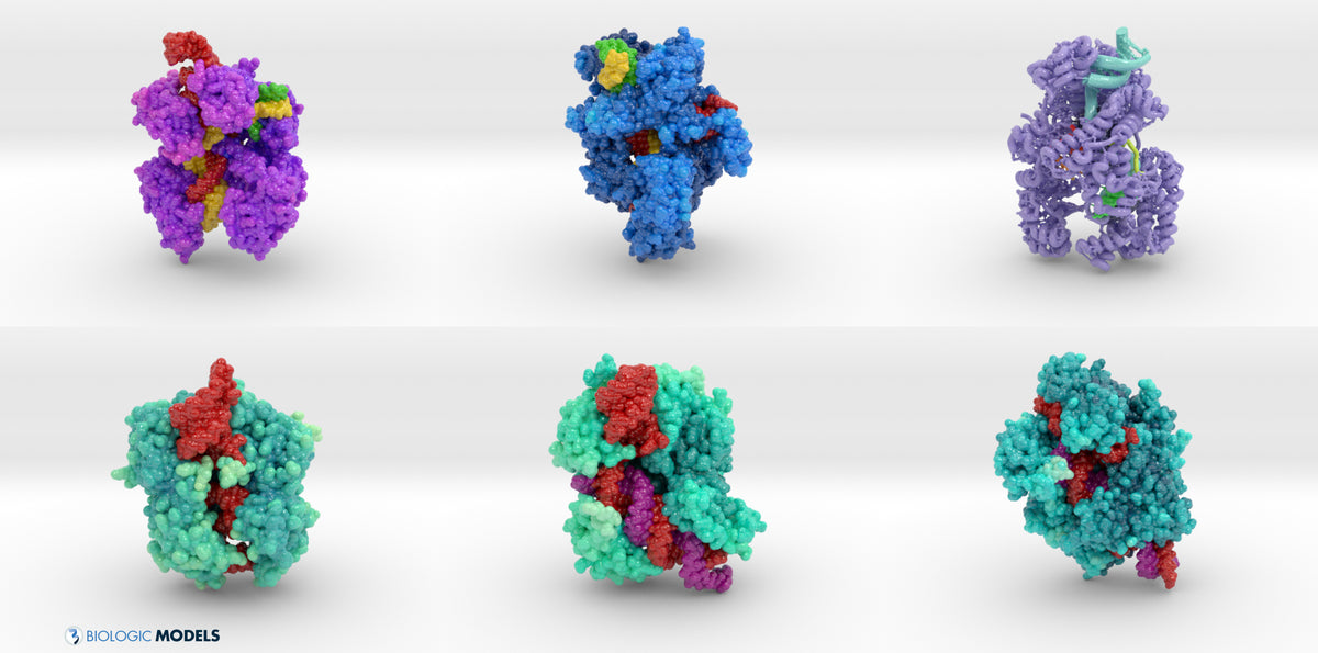CRISPR – Biologic Models
