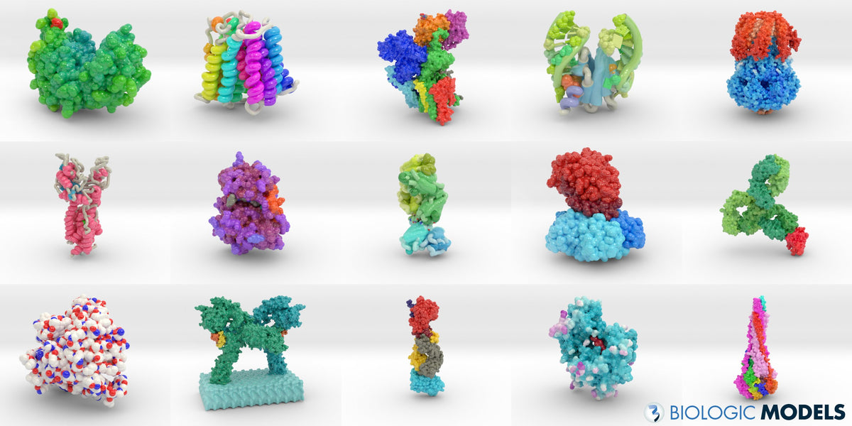 3D Printed – Biologic Models