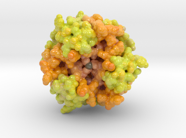 Hormone – Biologic Models
