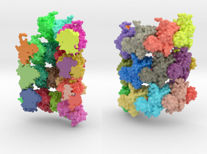 Victor Cruz Spiral Halves – Biologic Models