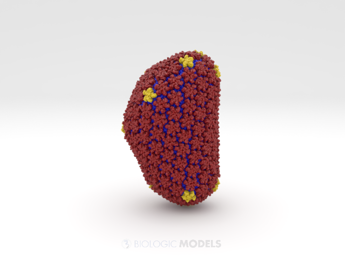 HIV Capsid 3j3y – Biologic Models
