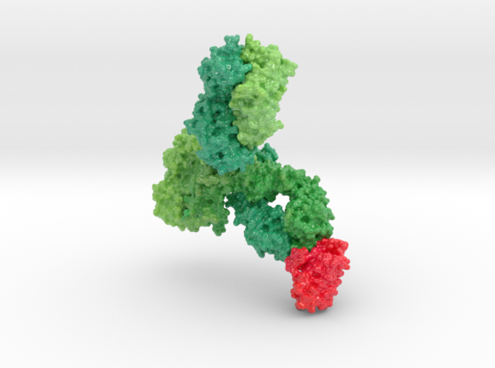 Monoclonal IgG4 Antibody bound to PD1 5DK3 5GGR – Biologic Models