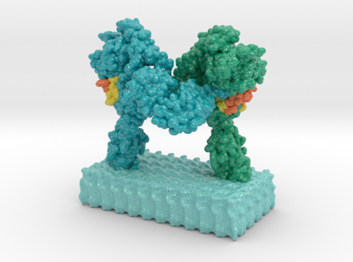 Insulin Receptor Complex – Biologic Models