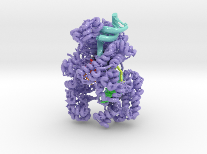 CRISPR-Cas12a 5XUS – Biologic Models