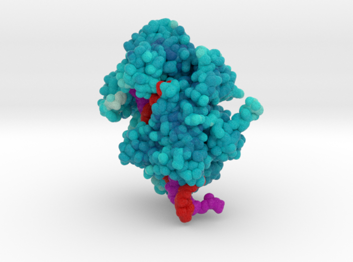 CRISPR-Cas13a 5XWP – Biologic Models