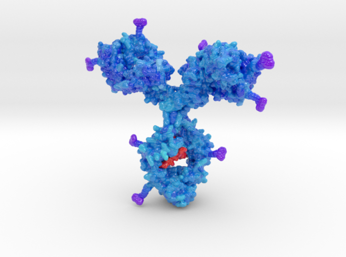 Antibody – Biologic Models