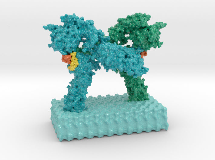 Receptors – Biologic Models