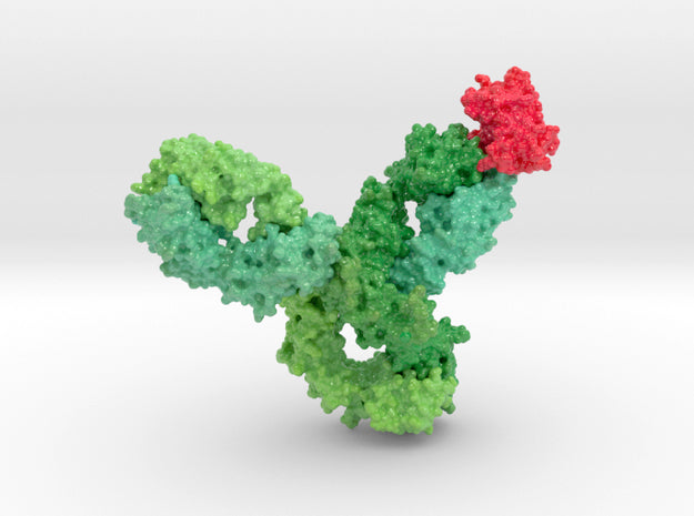 Immune System – Biologic Models