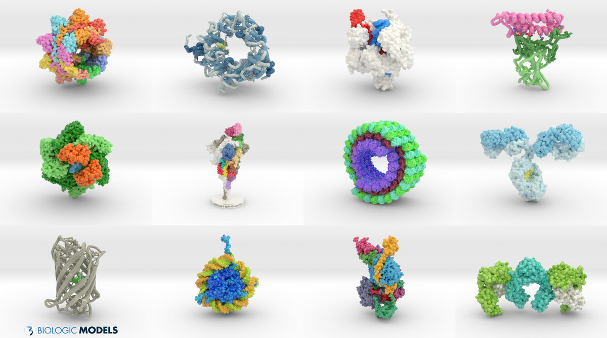 Escherichia Coli. – Biologic Models